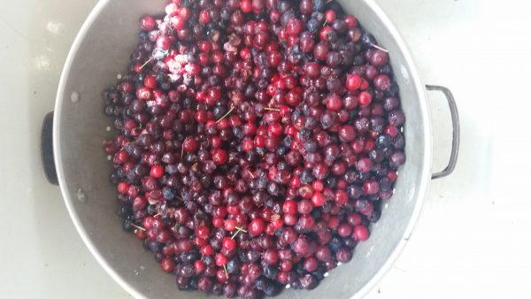 Urban Foraging: The Delicious Serviceberry - The Planted Runner